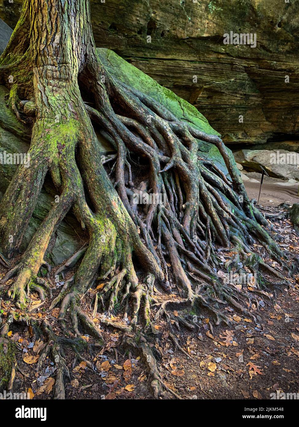 Old tree roots out of ground hi-res stock photography and images - Alamy