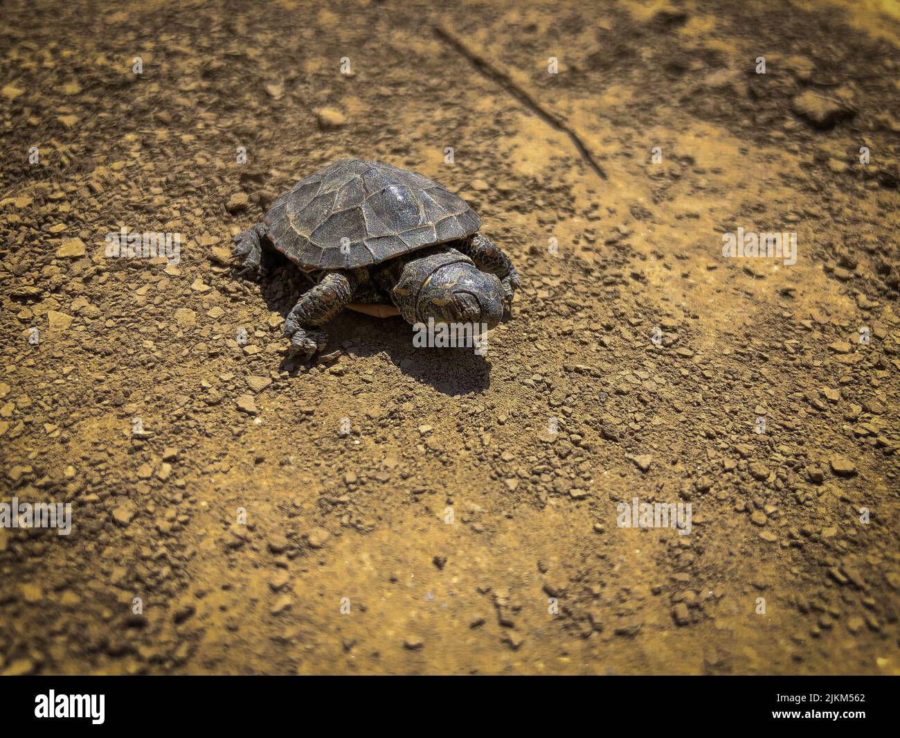 A brown turtle walking on a desert rocky ground Stock Photo - Alamy
