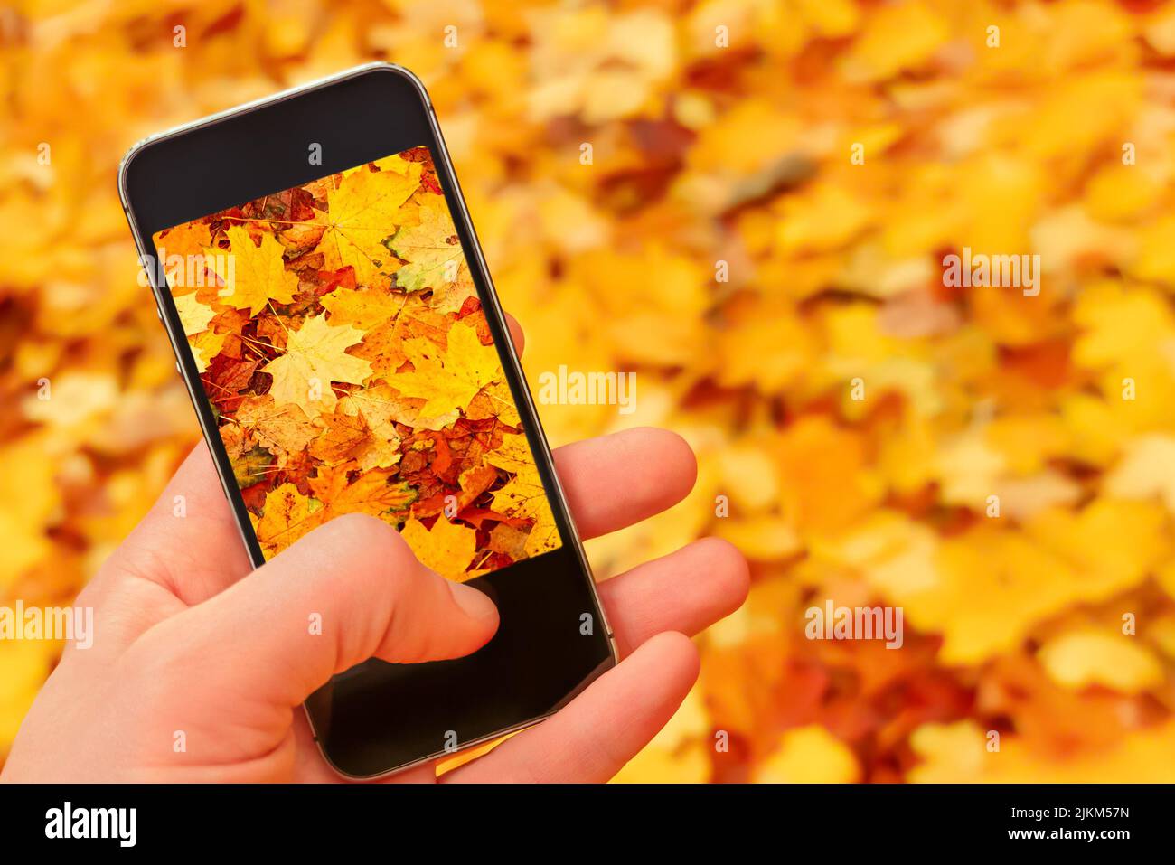 Blur background autumn mobile camera taking picture smartphone nature ...