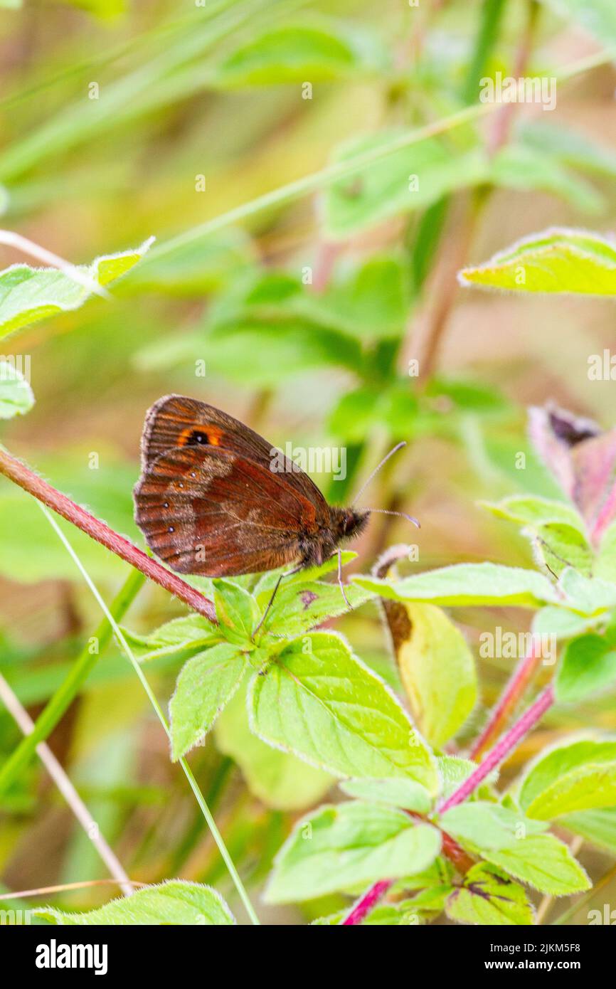 Scotch Argus butterfly Erebia aethiops on the Cumbria nature reserve of ...