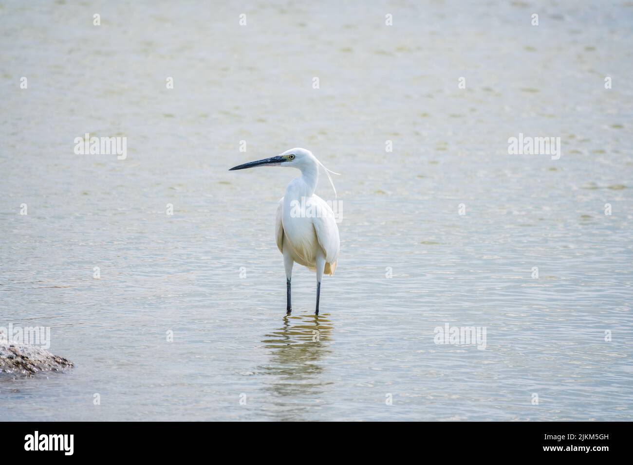 The small white heron or Little egret stands in the lake. Small White ...