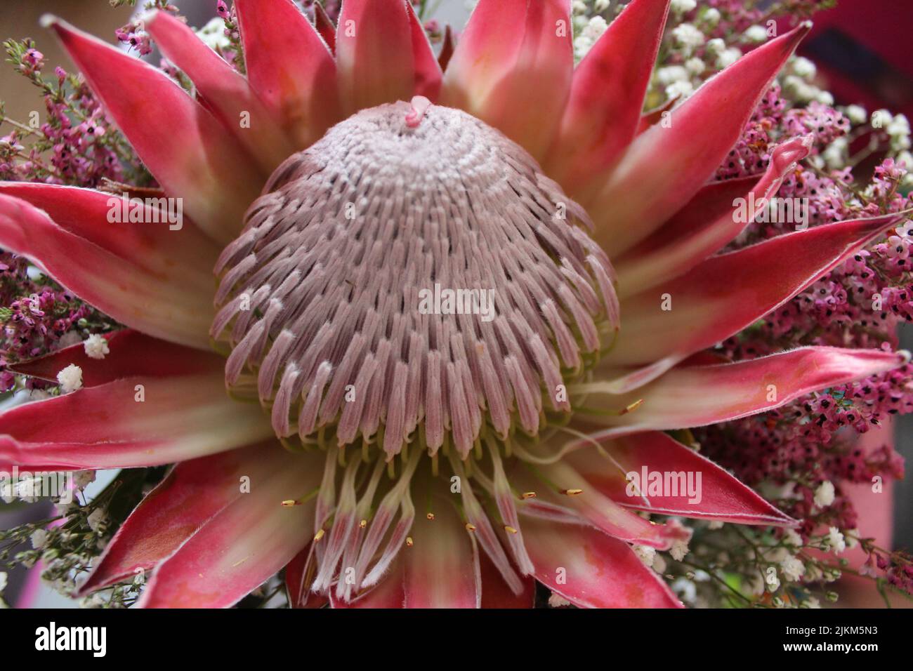 Red protea hi-res stock photography and images - Alamy