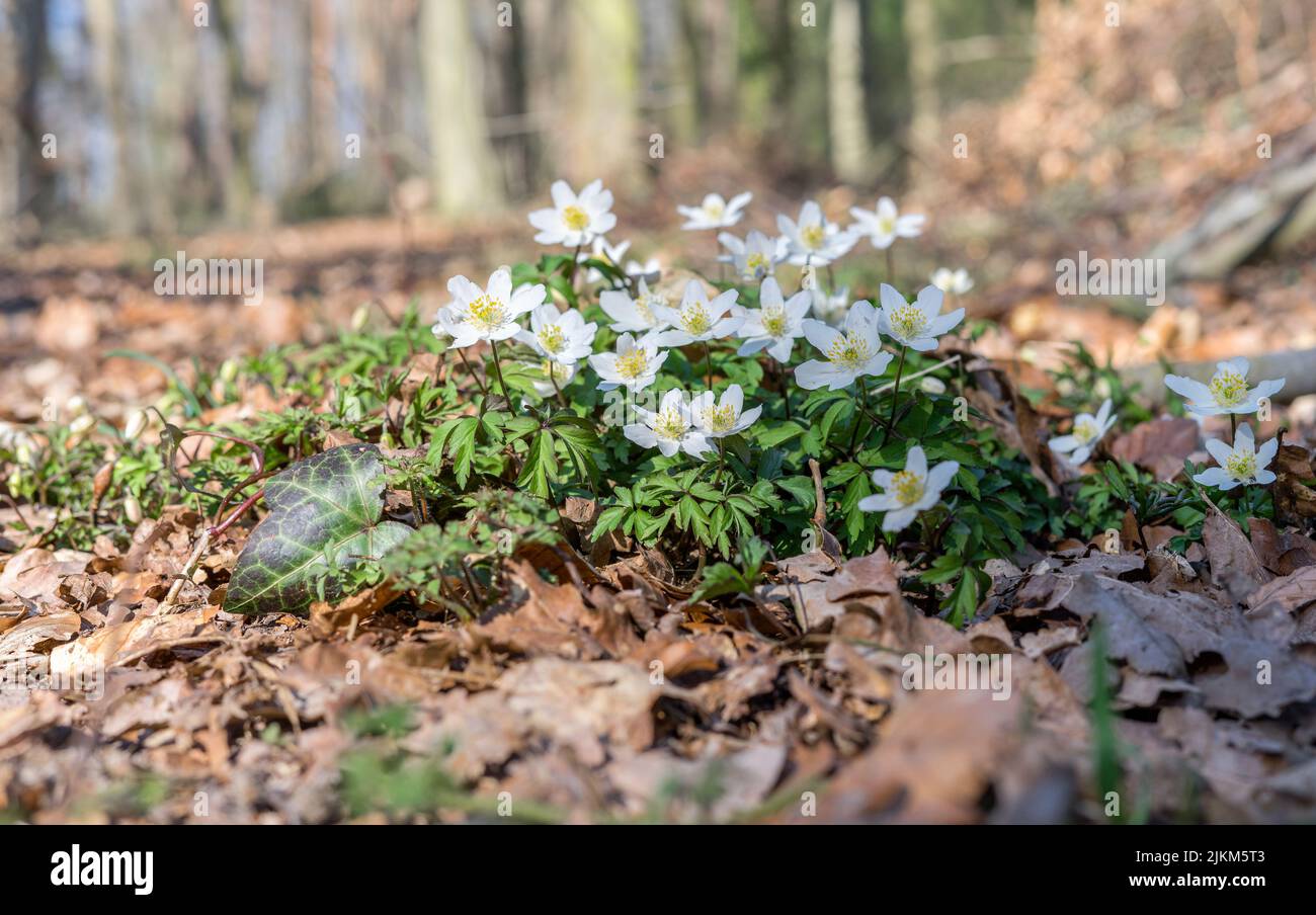 Wood anemones in forest hi-res stock photography and images - Alamy