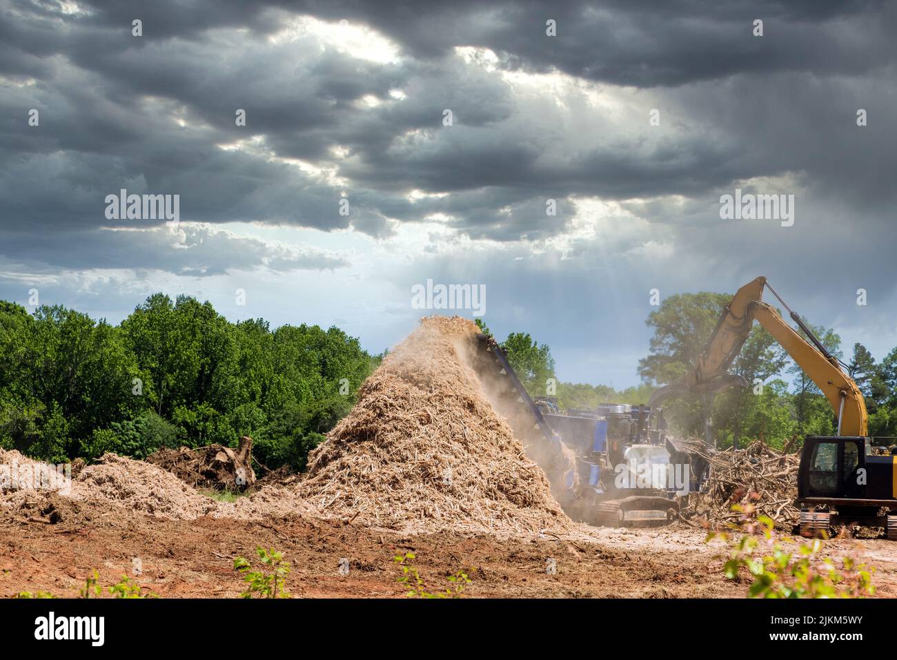 A stationary industrial shredder shreds wood chips from roots in the ...