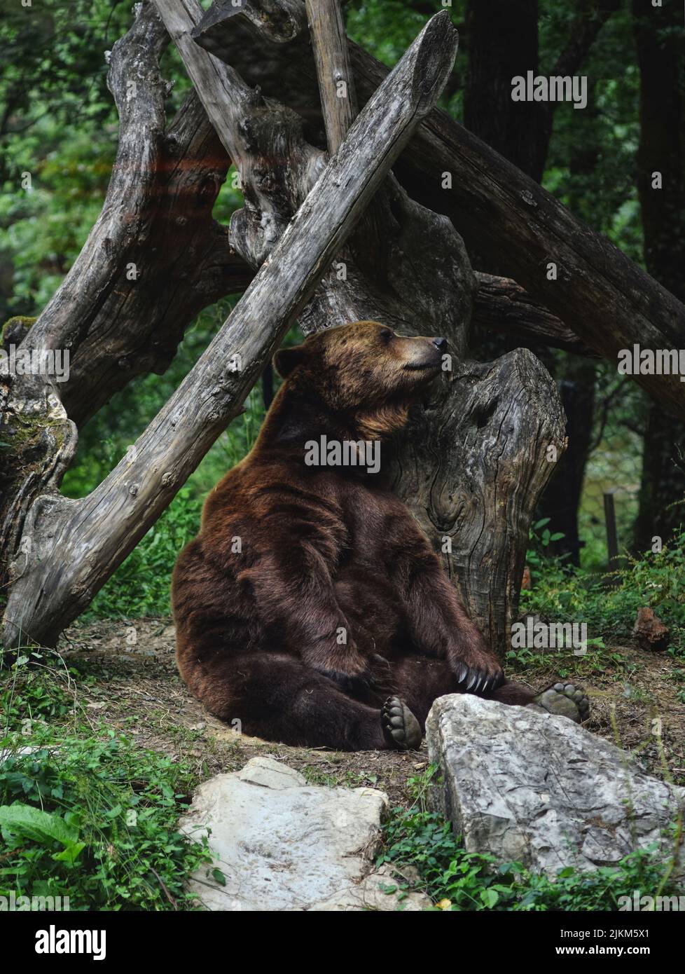 Sitting zoo wildlife nature hi-res stock photography and images - Alamy
