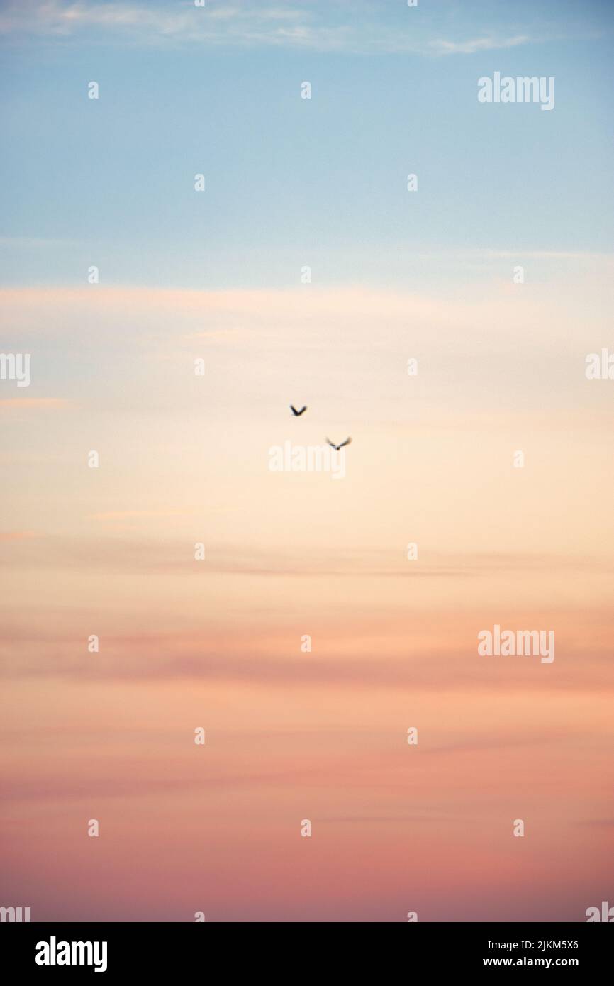 Air birds hi-res stock photography and images - Alamy