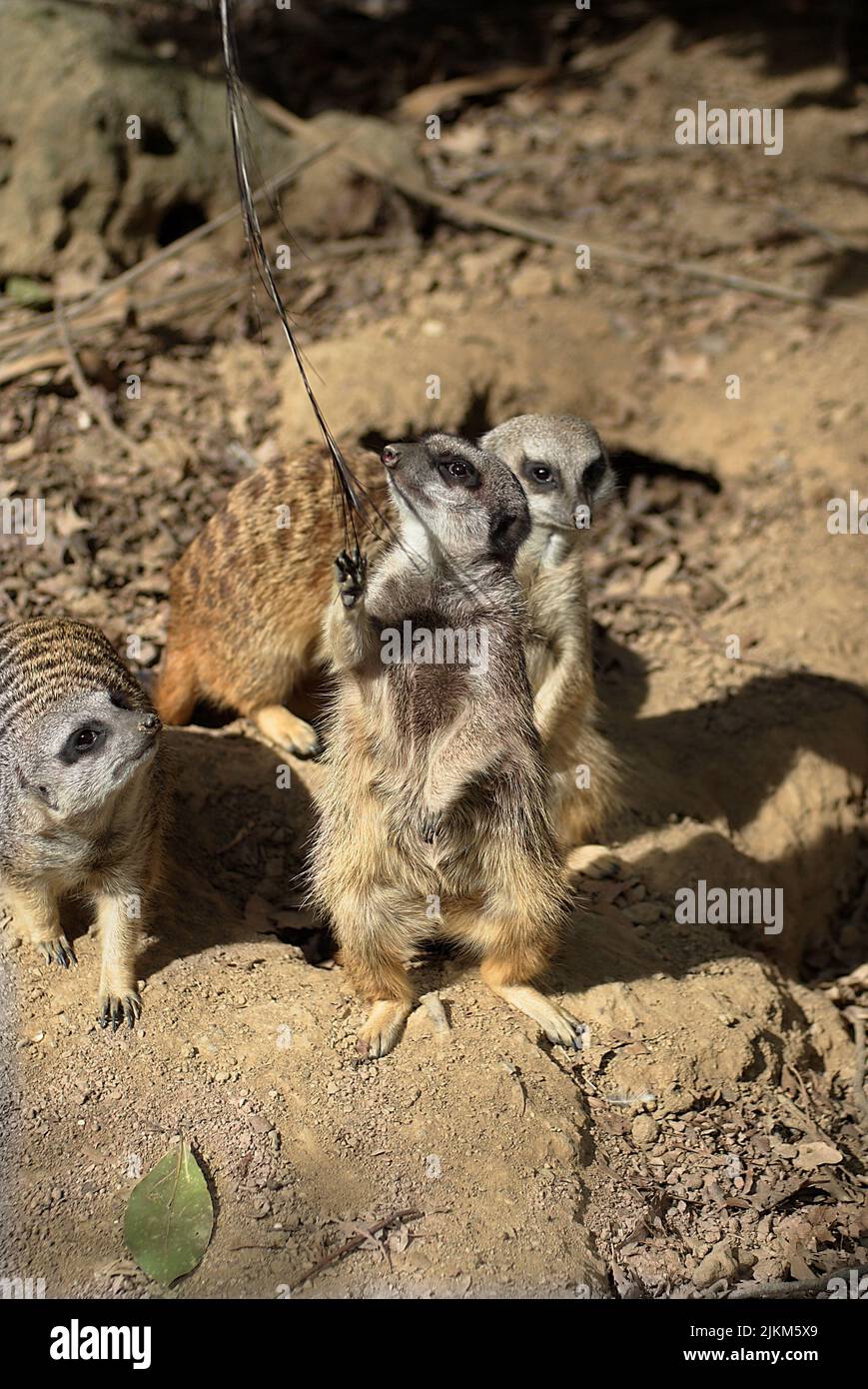 A vertical shot of a several meerkats standing next to each other in a ...