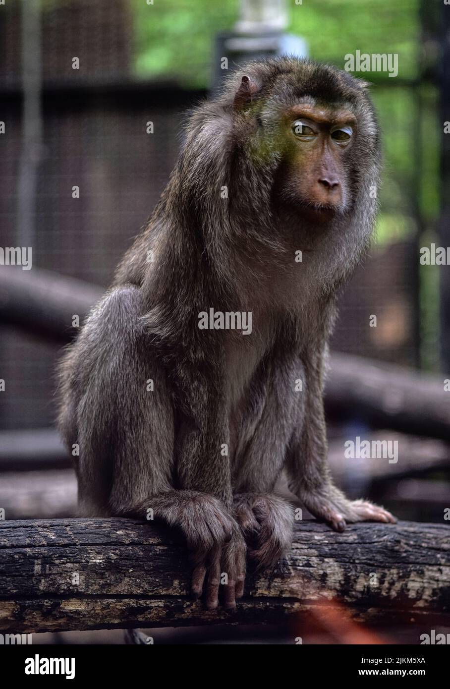 Angry monkey hi-res stock photography and images - Alamy
