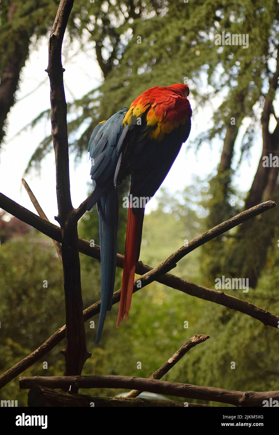 Ara bird hi-res stock photography and images - Alamy
