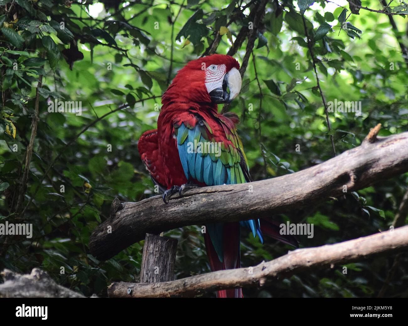 Ara sitting on branch hi-res stock photography and images - Alamy