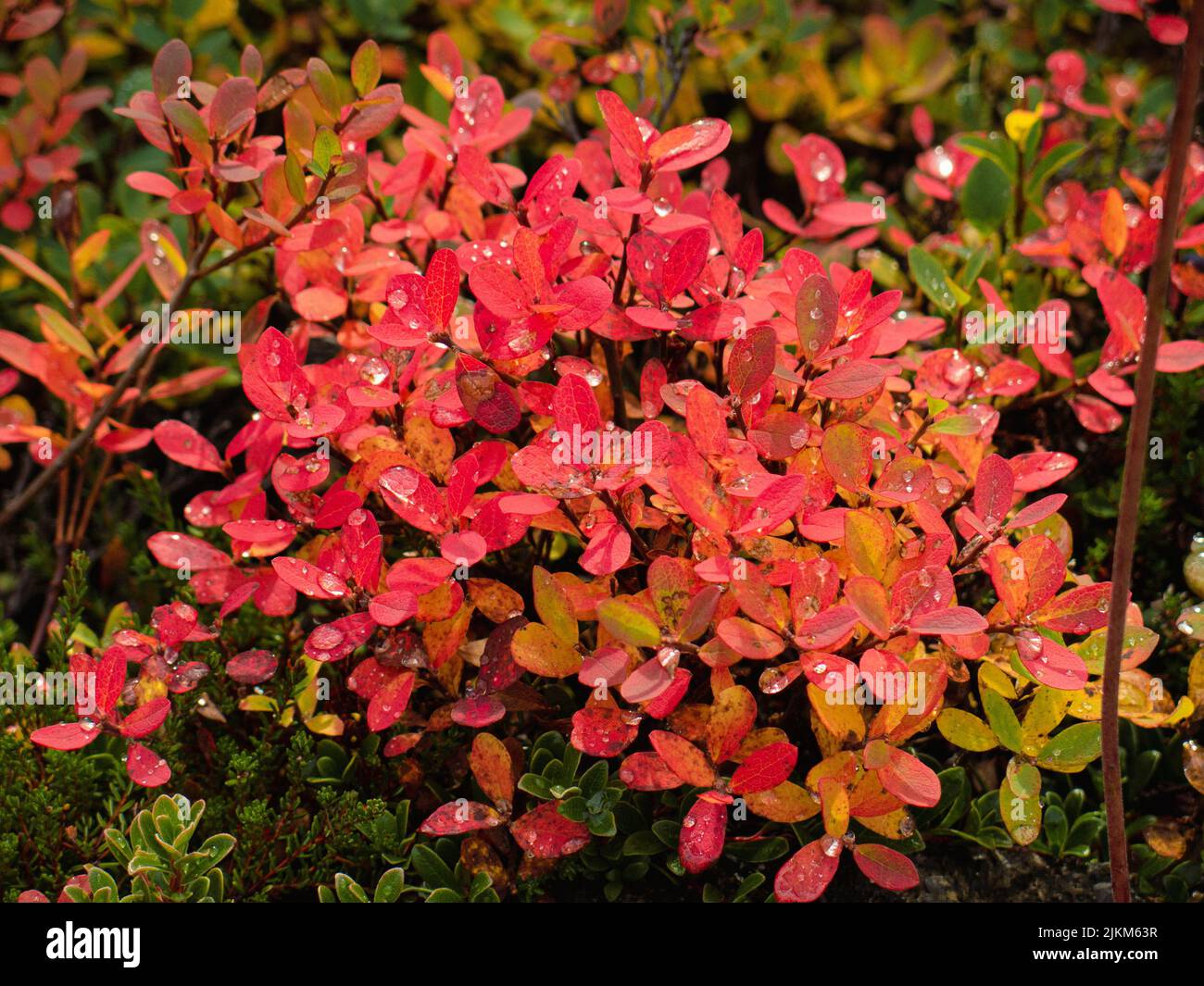 A closeup shot of a red Japanese barberry flowers (Berberis thunbergii ...