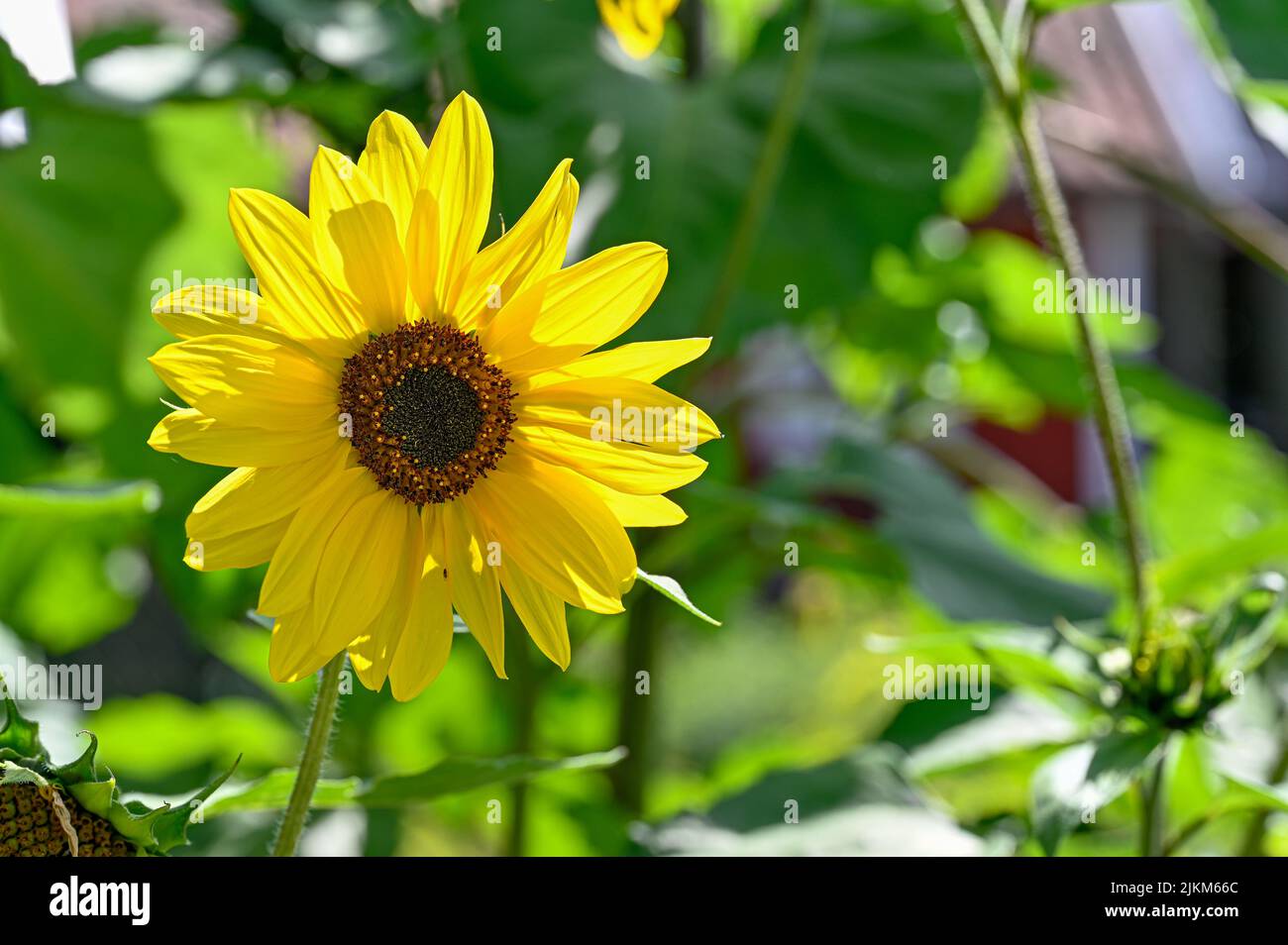 beautiful yellow sunflower in bright daylight in july Stock Photo - Alamy