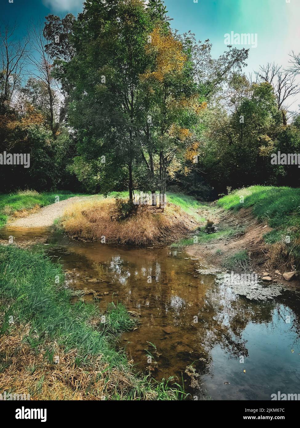 A vertical shot of a stream flowing in the forest with dense green ...