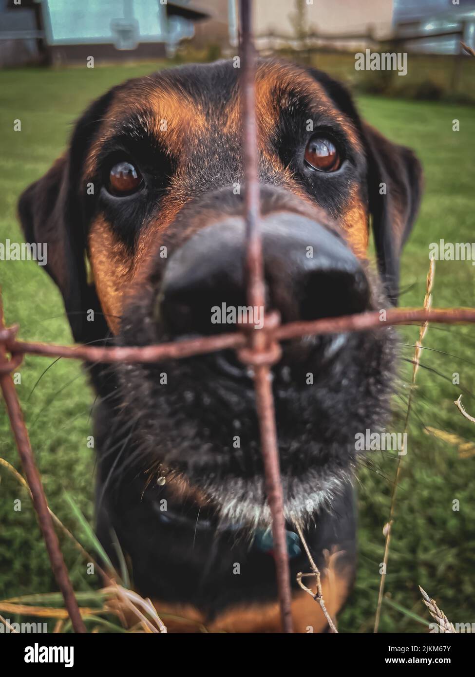 A vertical shot of a black and brown dog muzzle seen behind the wire ...
