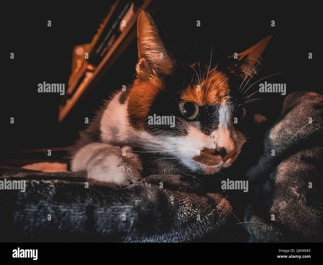 A closeup of an adorable tricolor cat lying on the blanket with a ...