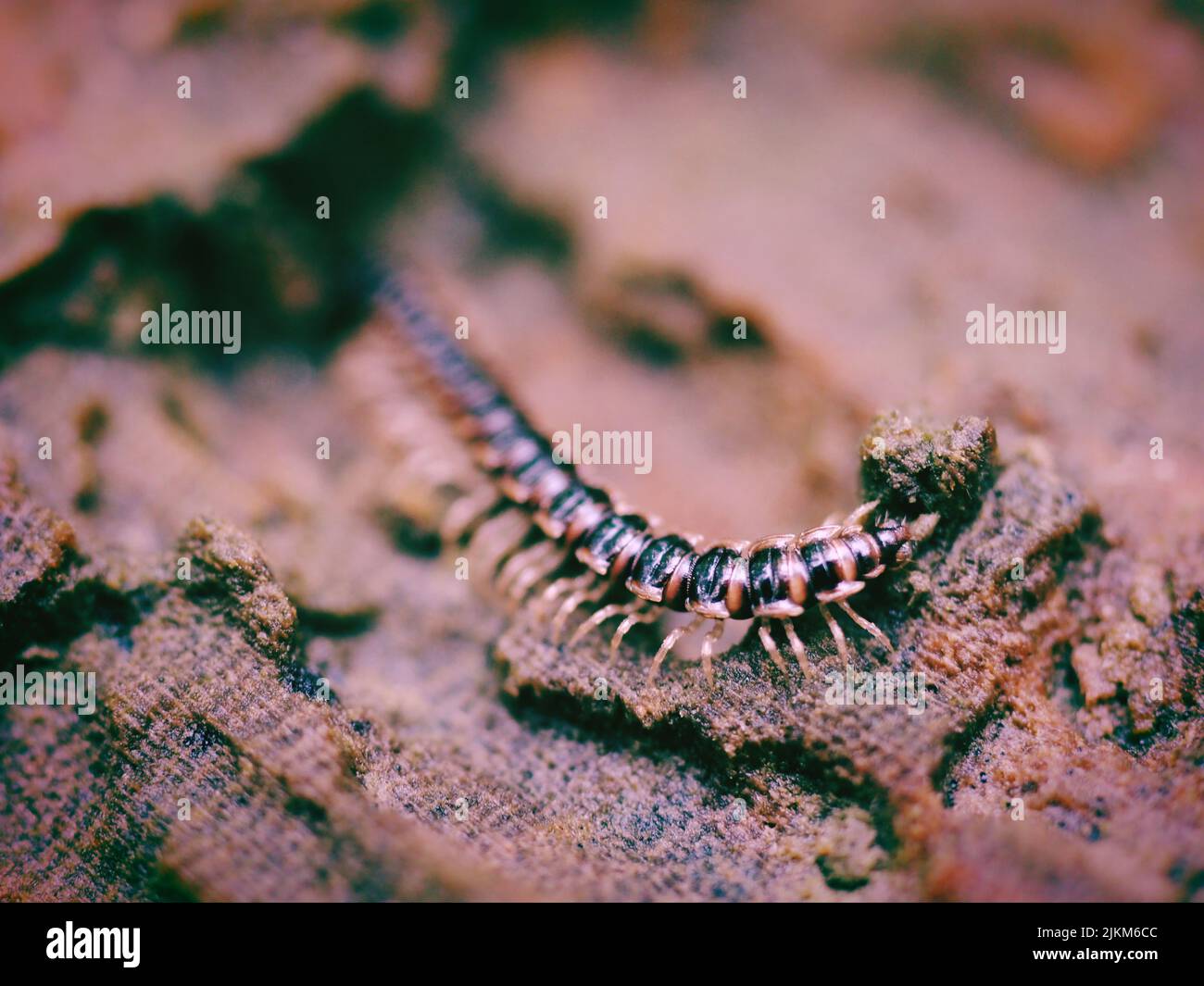 A selective focus of a brown centipede isolated on the rock Stock Photo ...