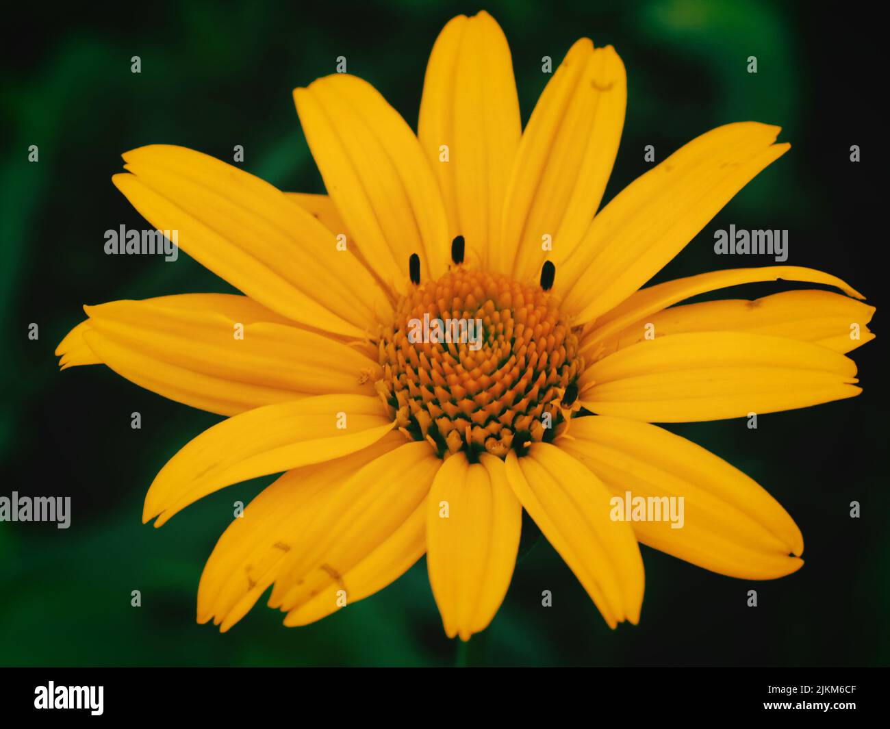 Heliopsis flower hi-res stock photography and images - Alamy