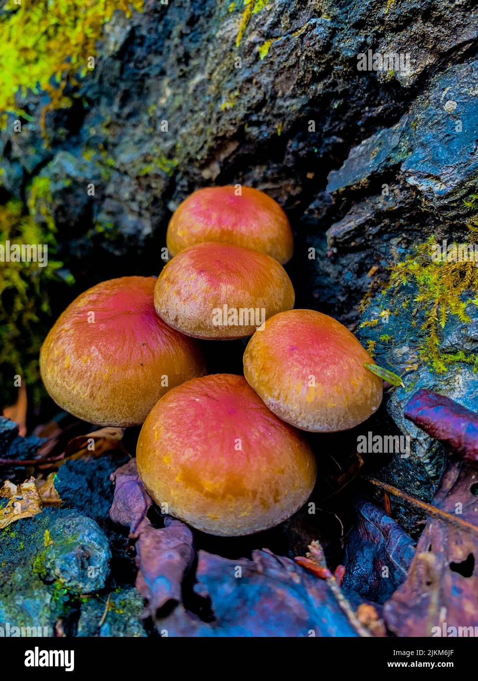 A closeup of brick red false honey mushrooms growing on the rock Stock ...
