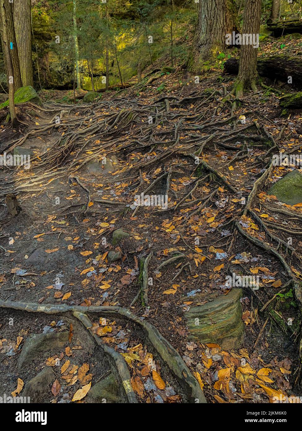 A vertical shot of the roots of trees with yellow leaves on the ground ...