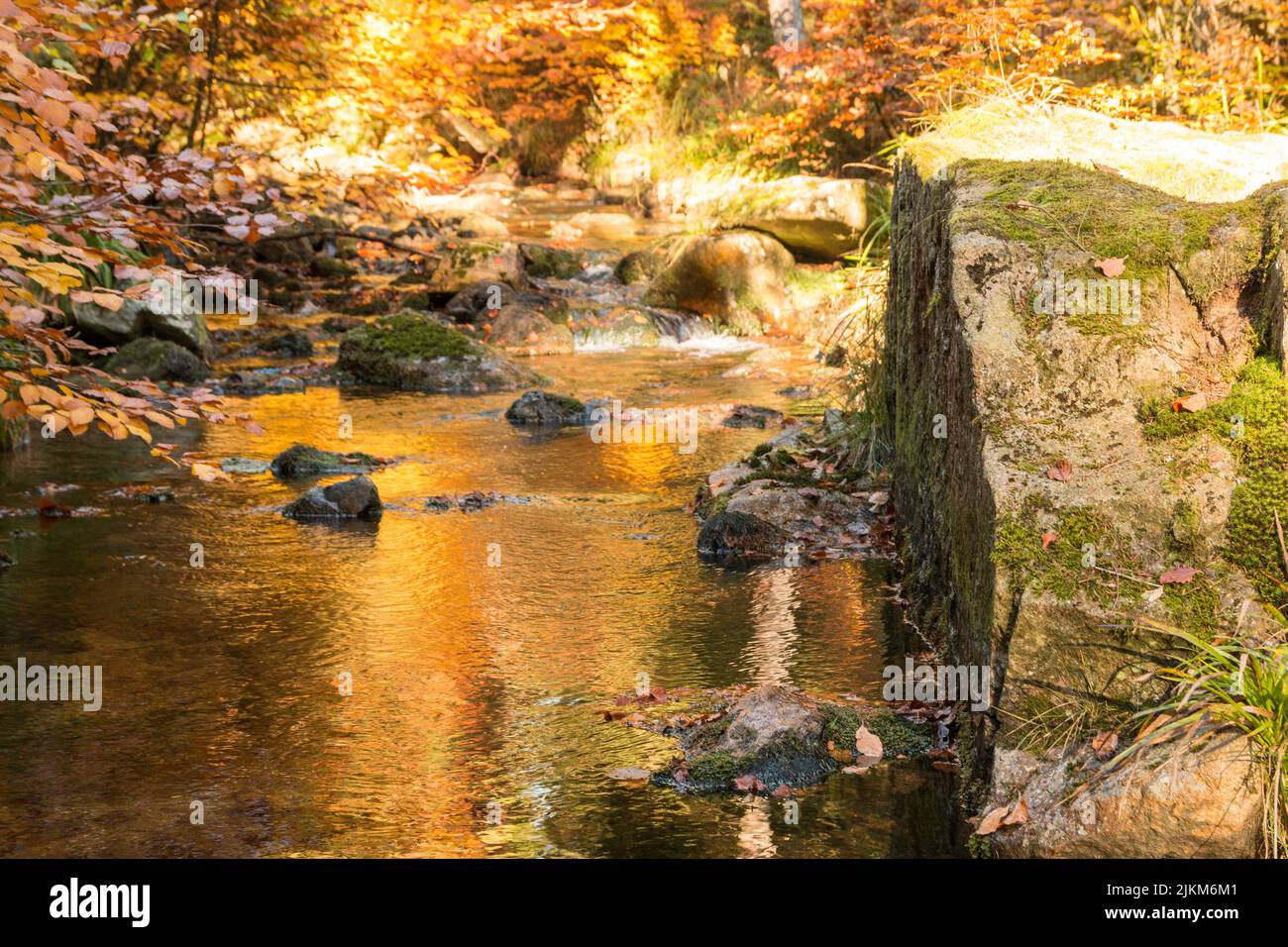 Stream trees hi-res stock photography and images - Alamy
