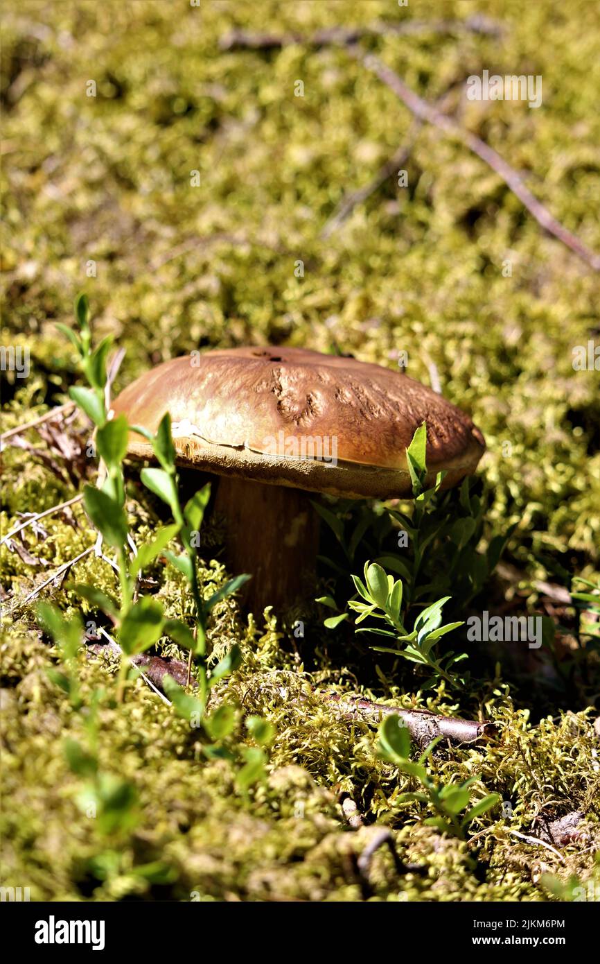 Wald champignon hi-res stock photography and images - Alamy