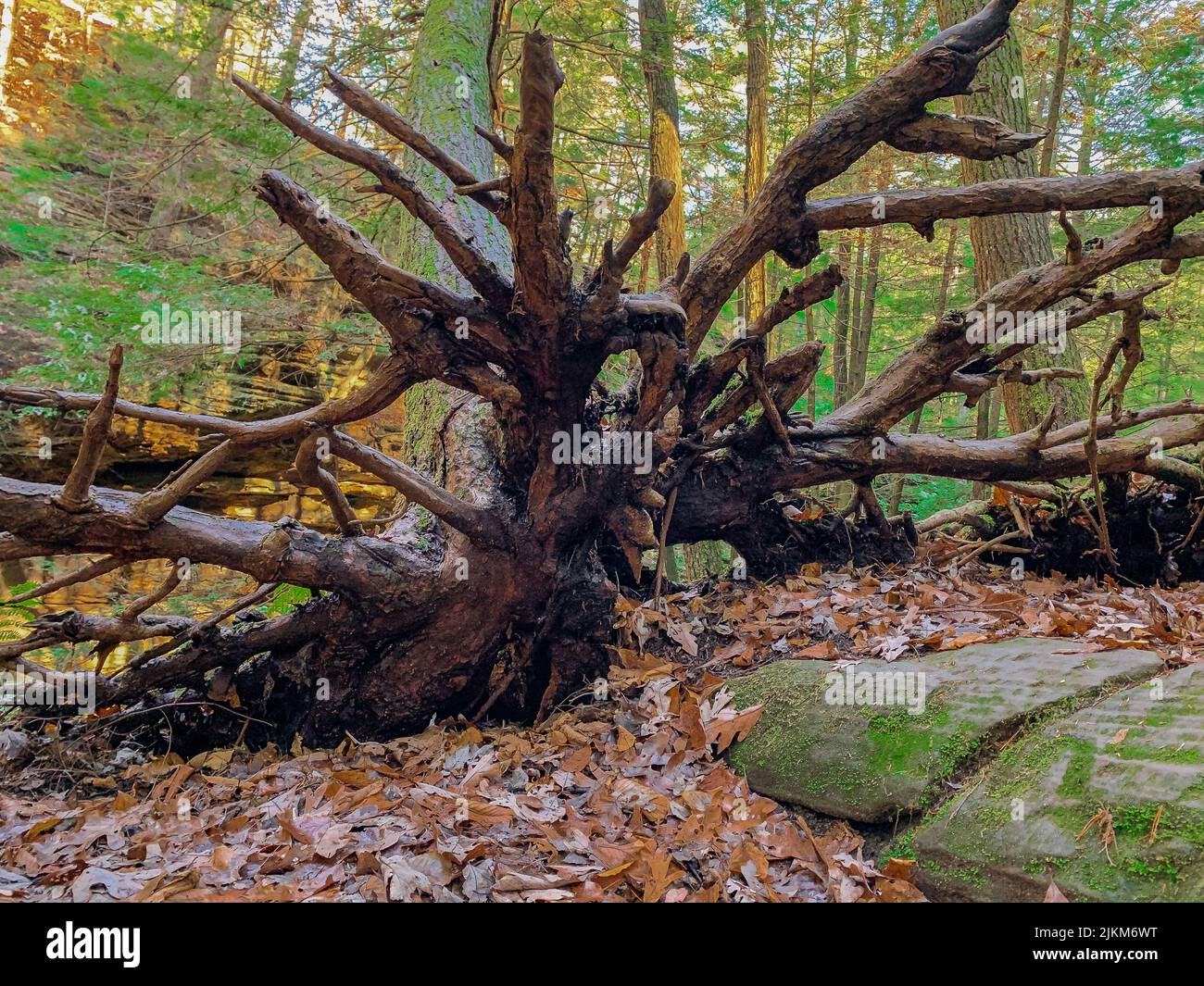 Mossy fallen tree hi-res stock photography and images - Alamy