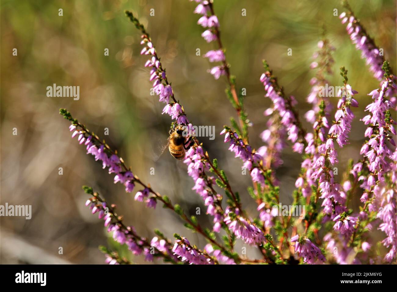 The beautiful nature of Latvia Stock Photo - Alamy
