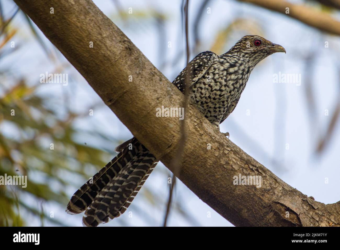 Eudynamys hi-res stock photography and images - Alamy