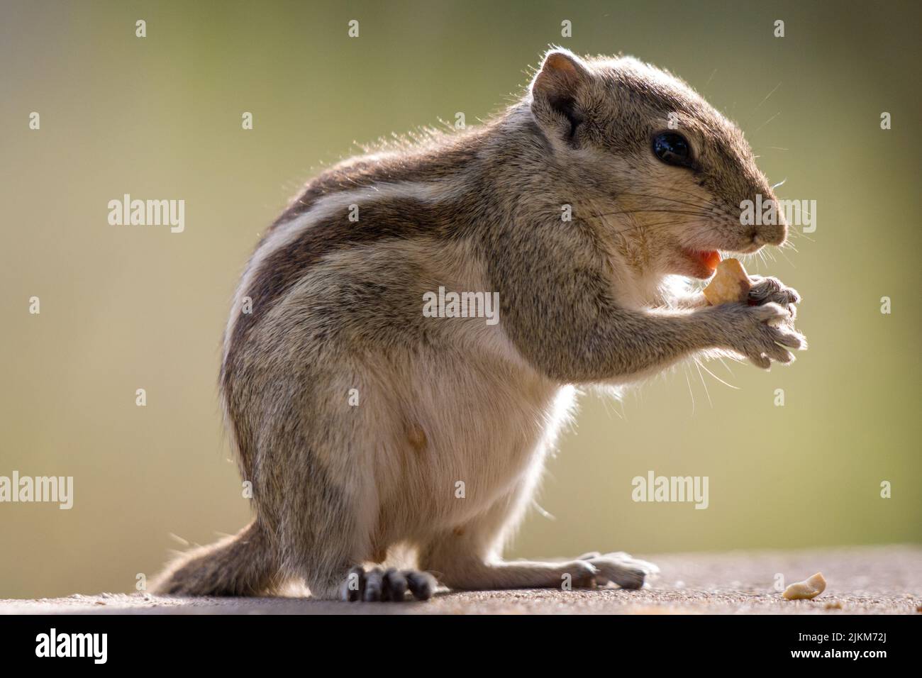 A closeup of an Indian palm squirrel (Funambulus palmarum) eating while ...