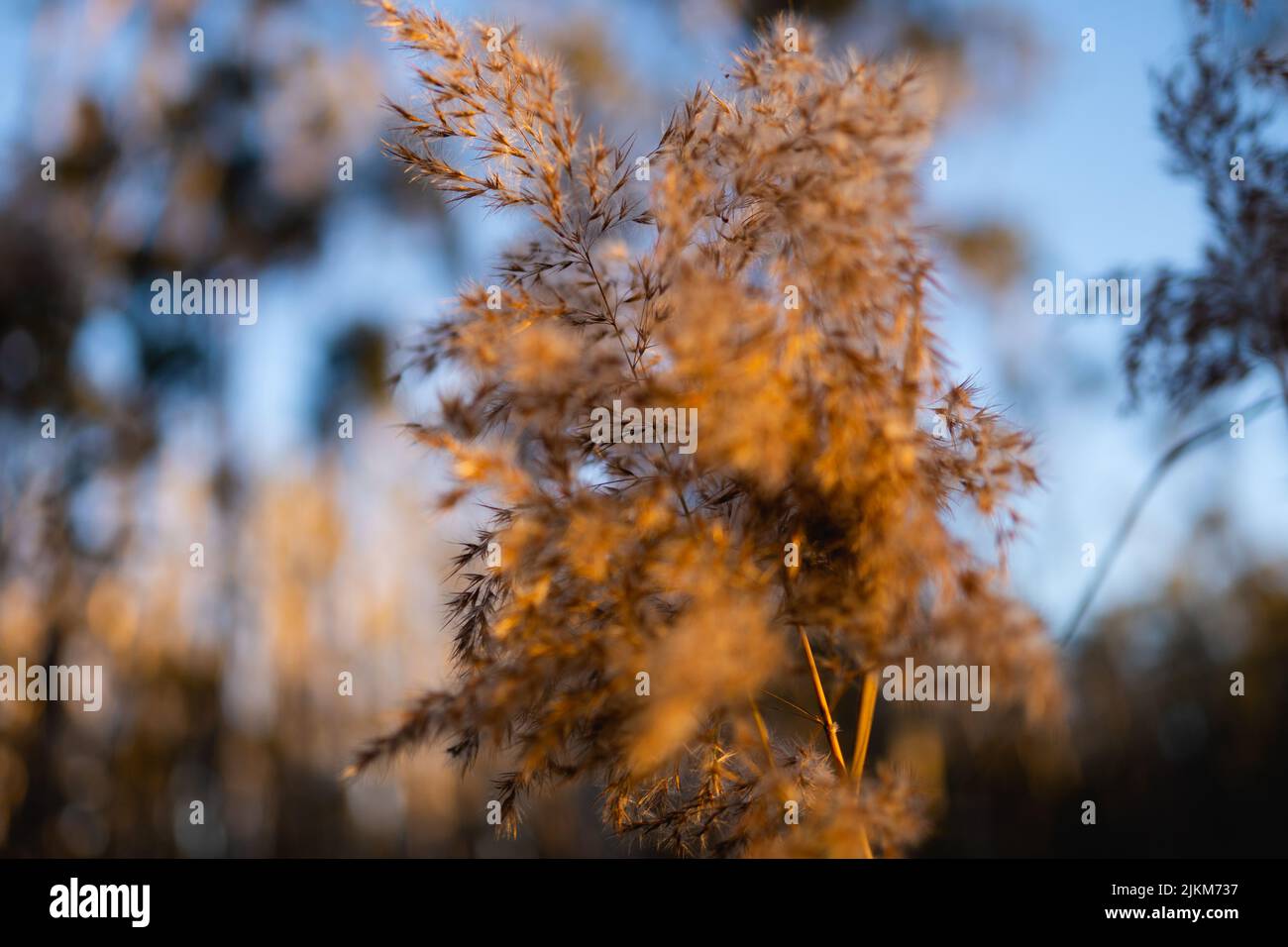 A selective focus shot of a common reed on an autumn day Stock Photo ...