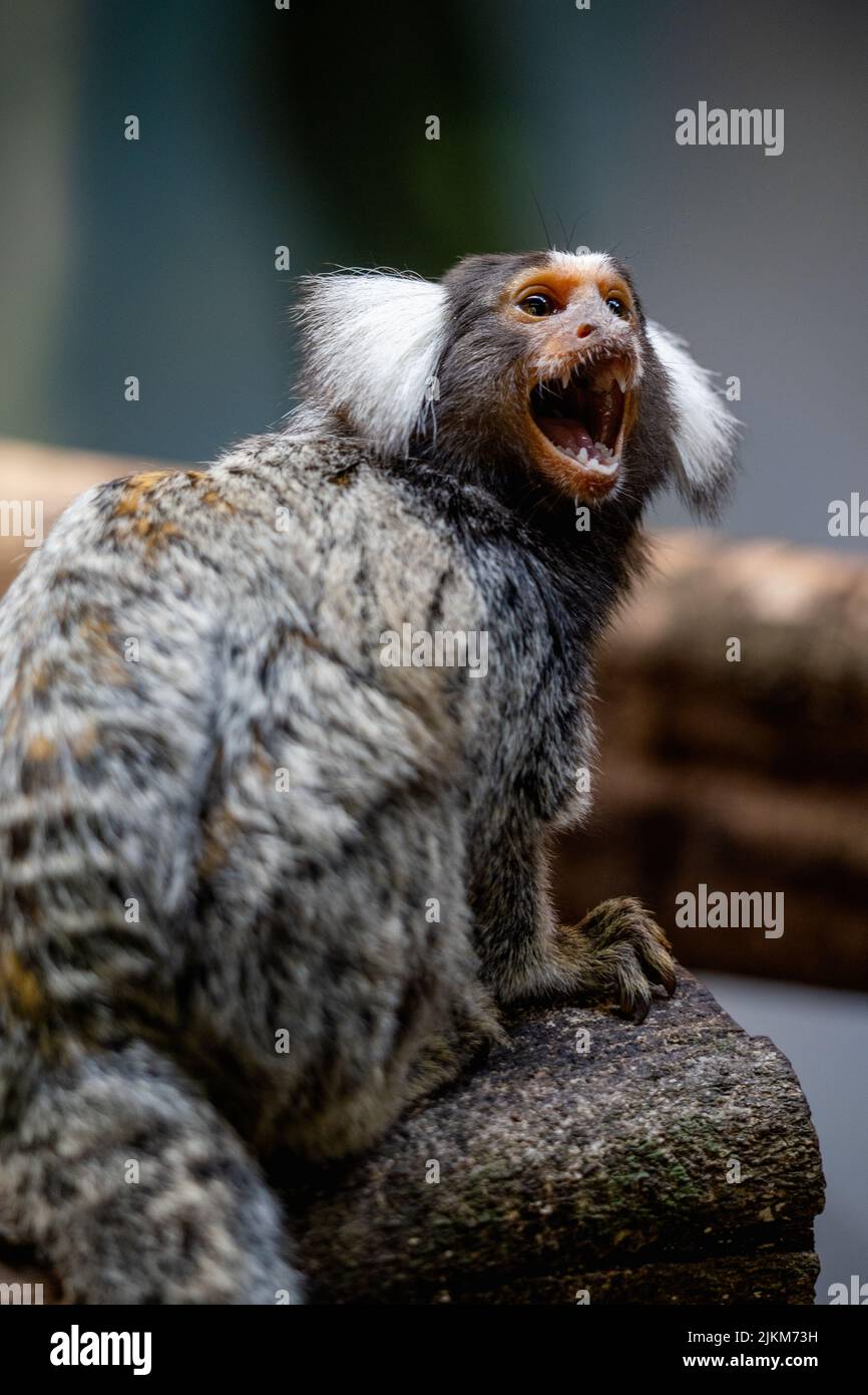 Cute Marmoset