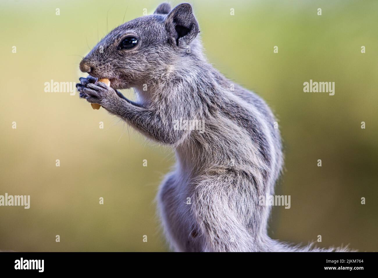 Indian Squirrel Food