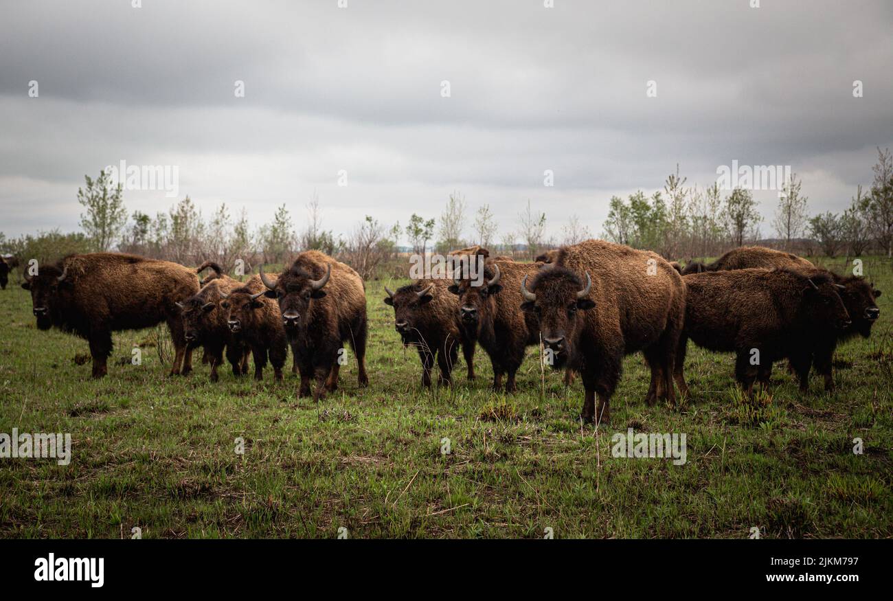 A herd of brown bisons grazing in the green field under the gloomy sky ...