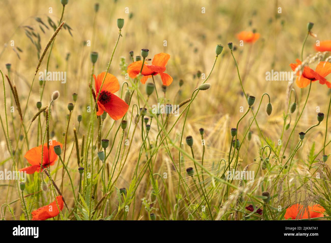 red poppy flower field Stock Photo - Alamy