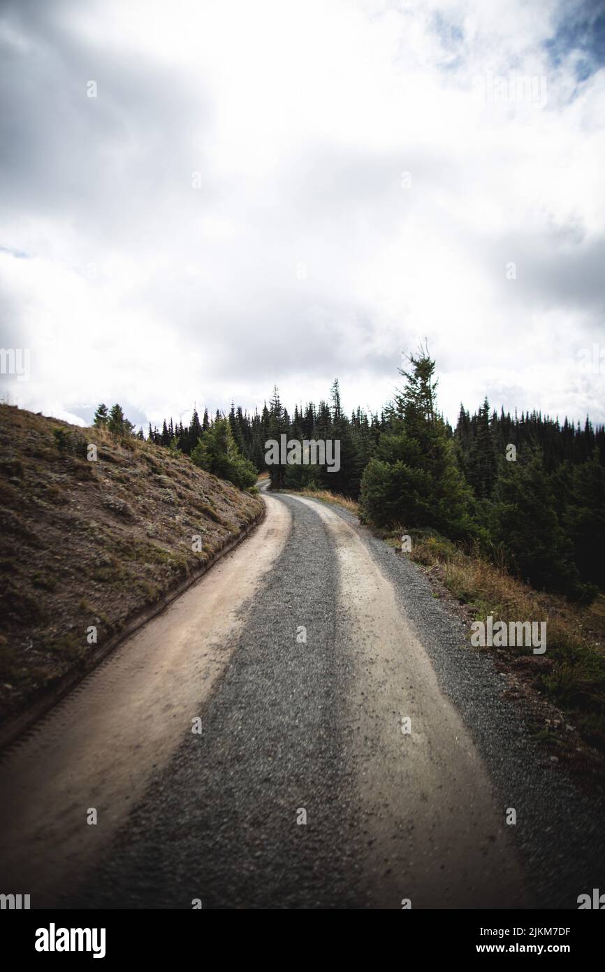 A vertical shot of an unpaved road in the forest with dense fir trees ...