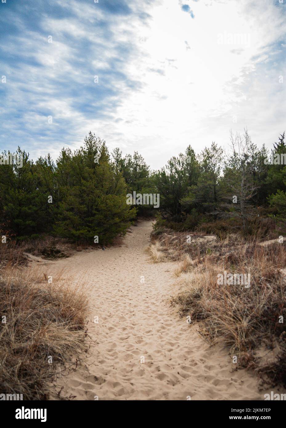 A vertical shot of a sandy path in the forest with dense fir trees ...