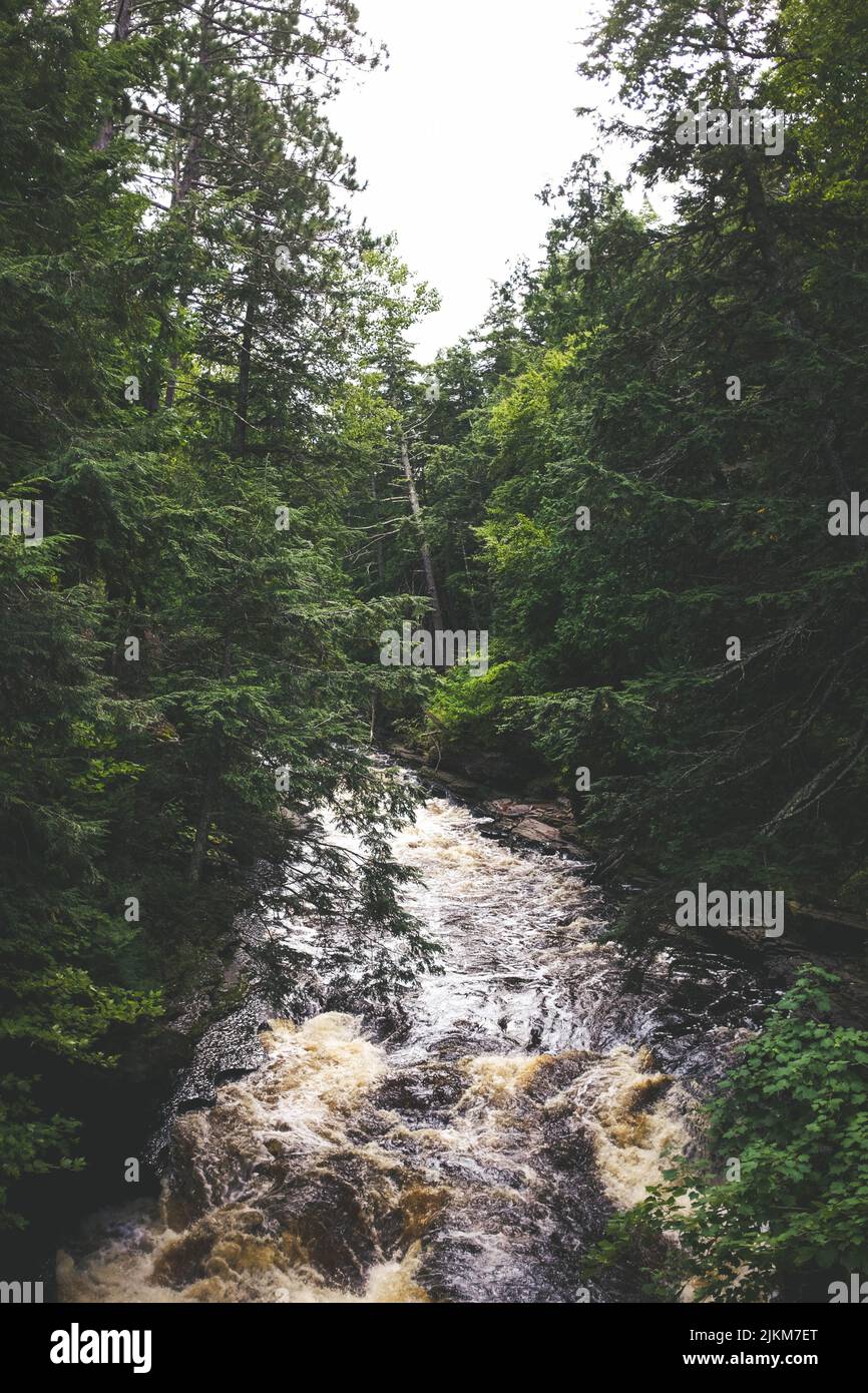 A vertical shot of a river flowing amid dense green trees in the forest ...