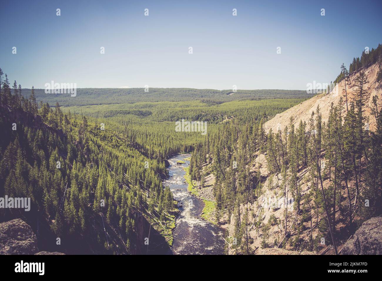 A river flowing amid dense green fir trees in the forest under the blue ...