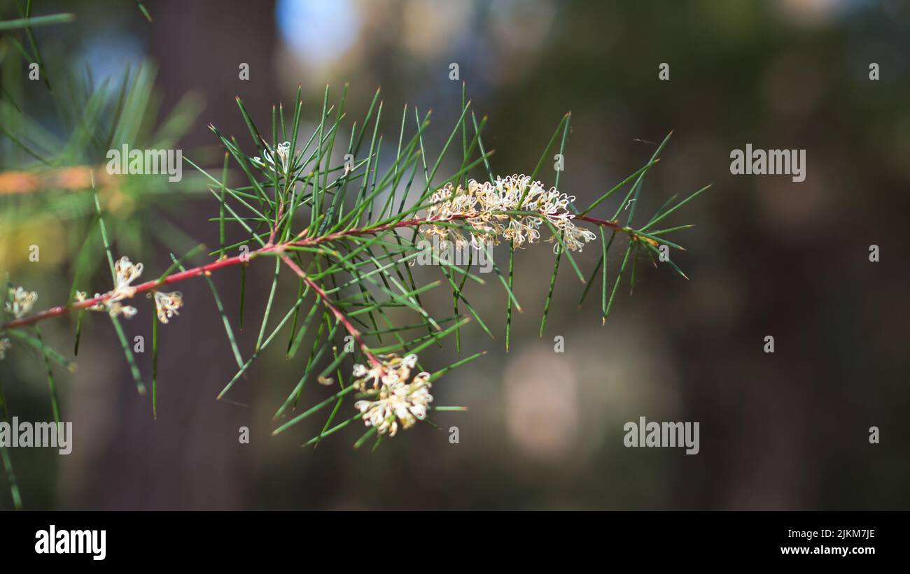 A wild native flower of Australia during mid-winter in a National Park ...
