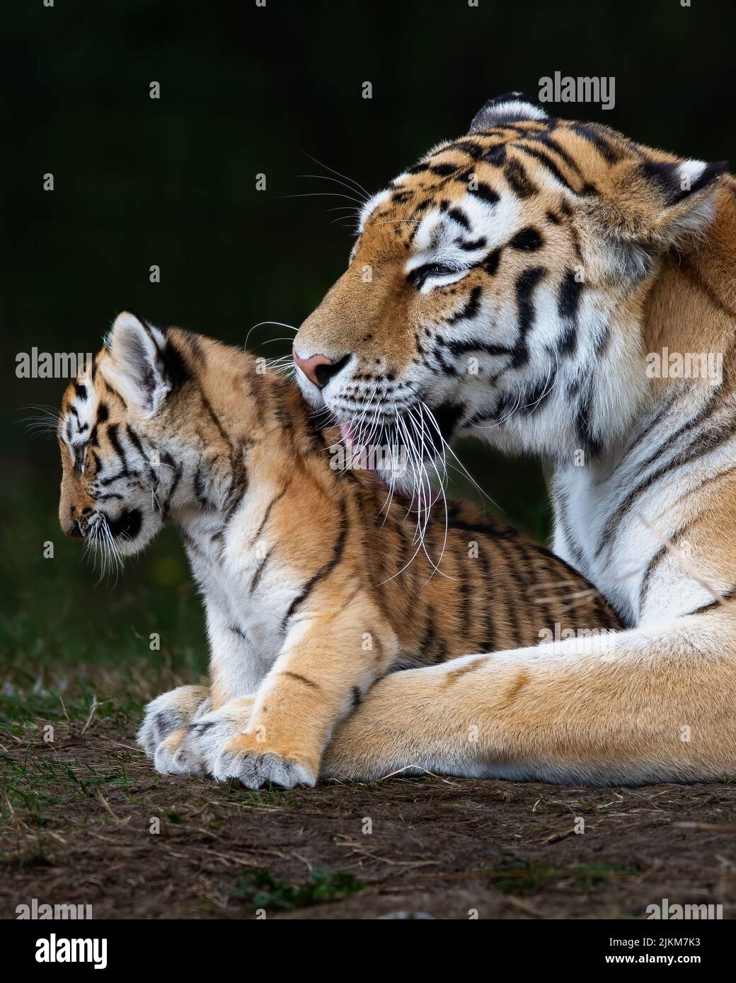 A vertical shot of a wild tiger with its cub on a dark background Stock ...