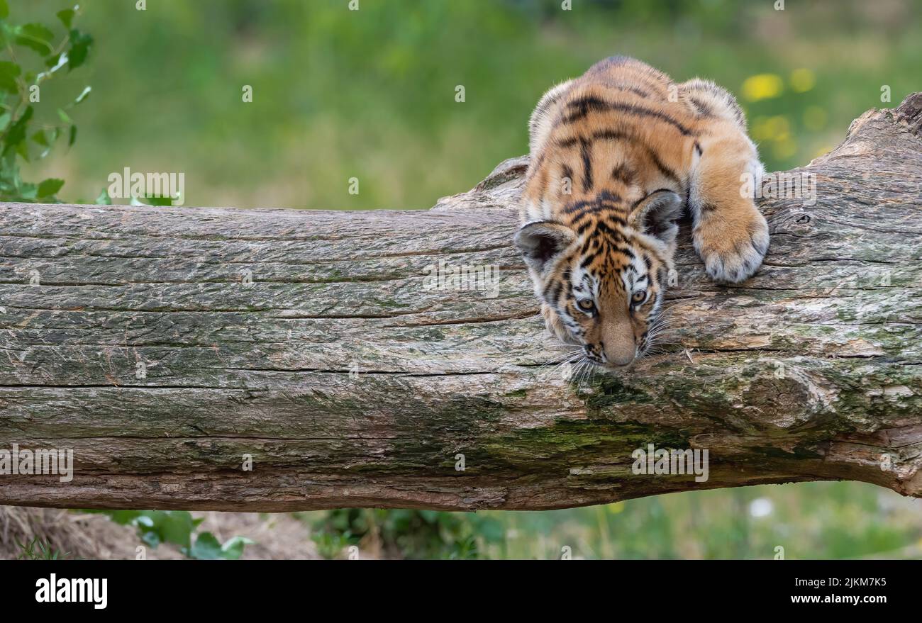 A Siberian tiger looking down from a tree log Stock Photo - Alamy