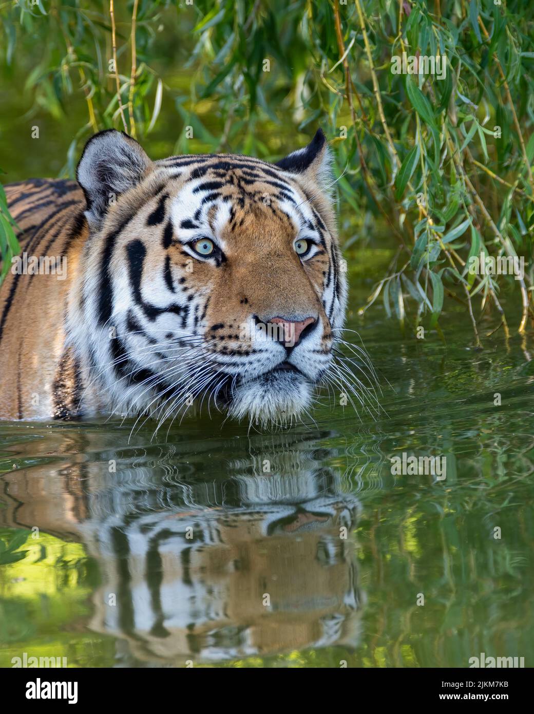 A vertical shot of a wild tiger in the water in the woods Stock Photo ...