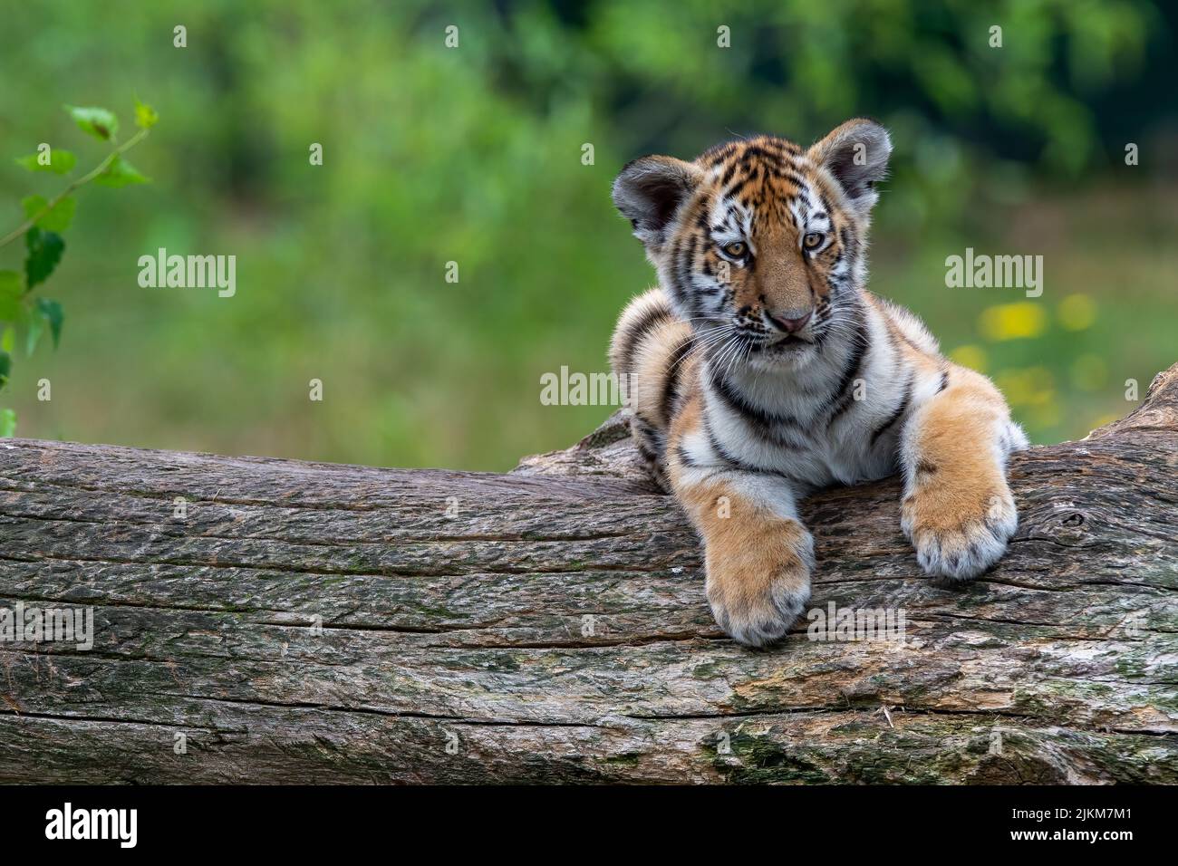 A cute wild tiger cub lying down on a wooden log on a blurred background Stock Photo - Alamy