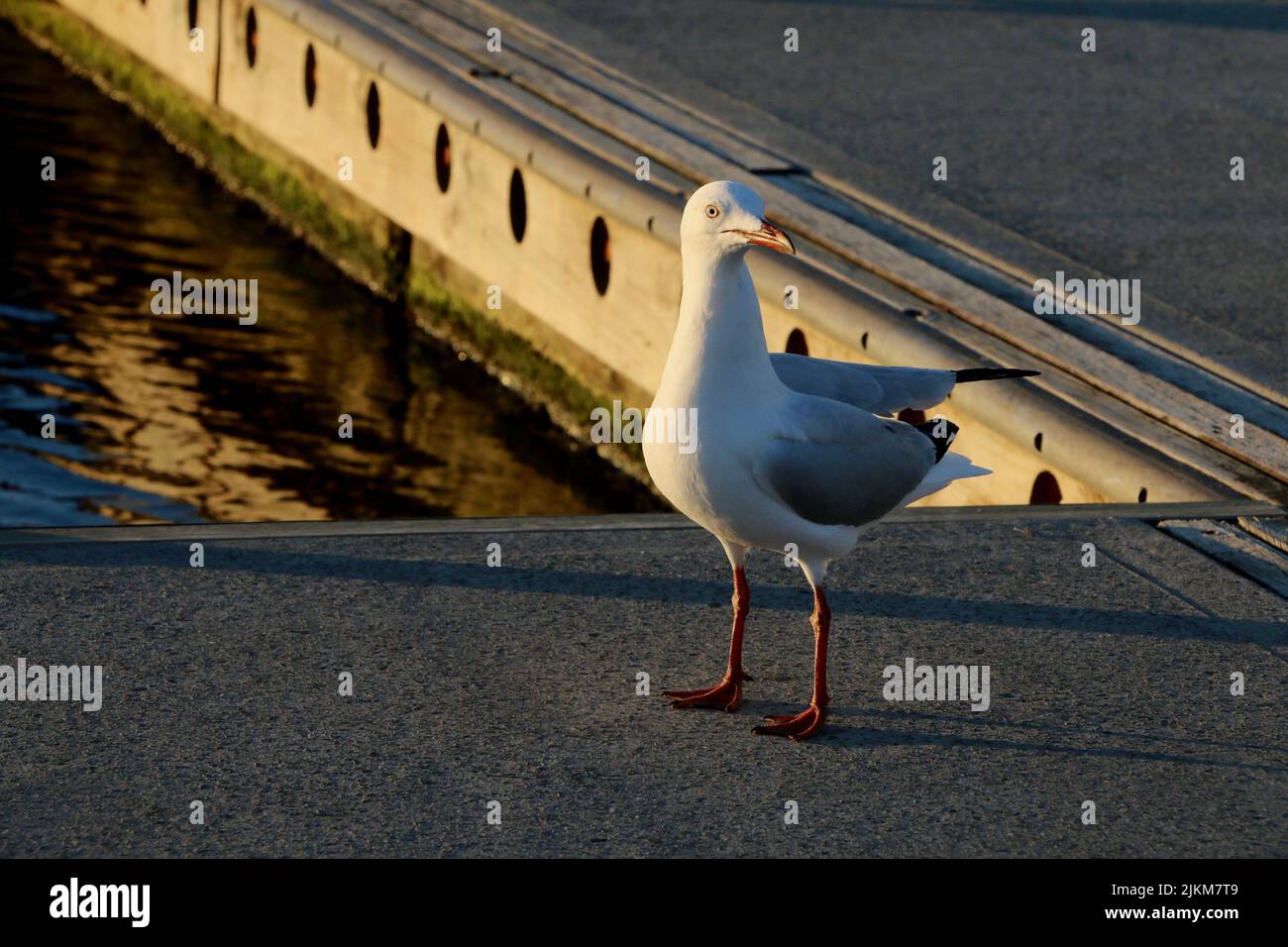 An adorable seagull staring at the camera standing on the wall by the ...