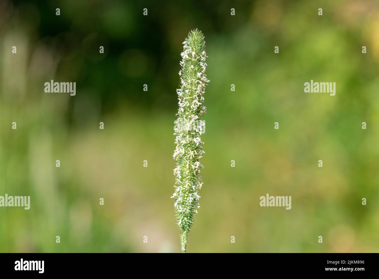 Close up of pollen on a meadow foxtail (alopecurus pratensis) plant ...