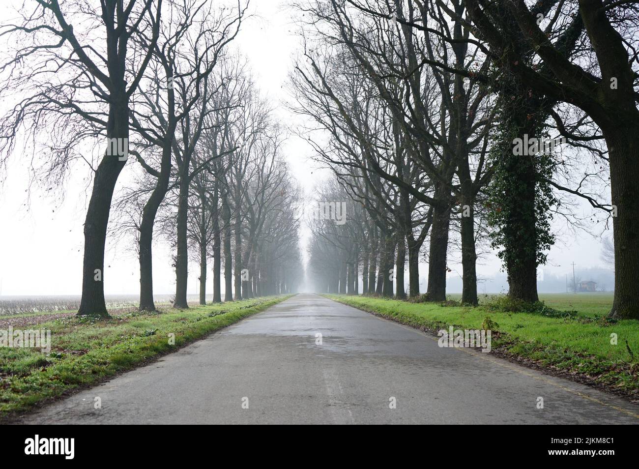 A beautiful shot of a pathway between grassland and leafless trees with ...