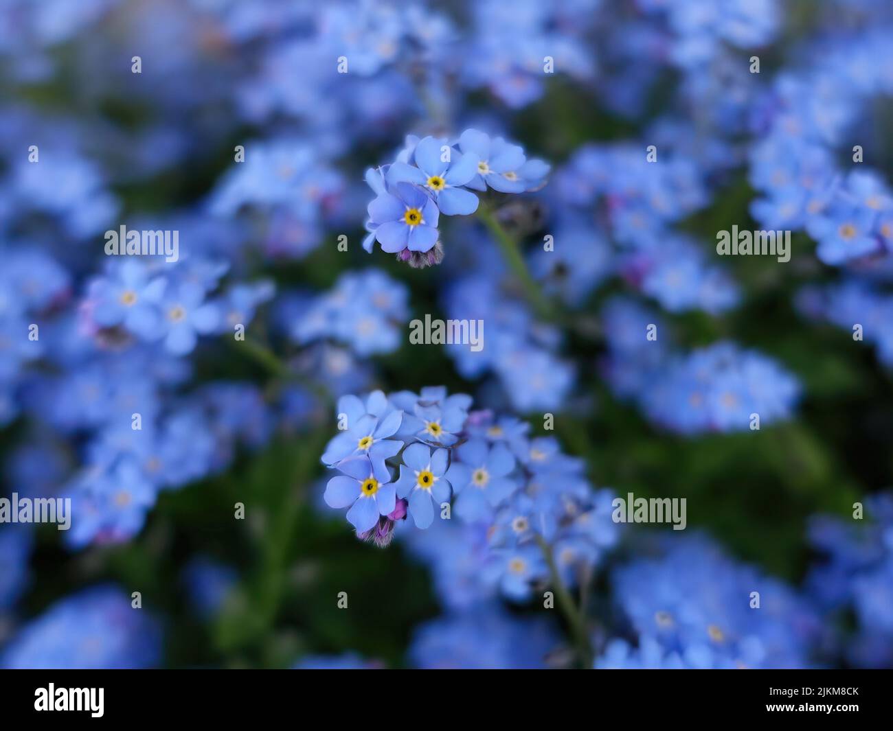 Tiny blue forget-me-not flowers in the pot Stock Photo - Alamy