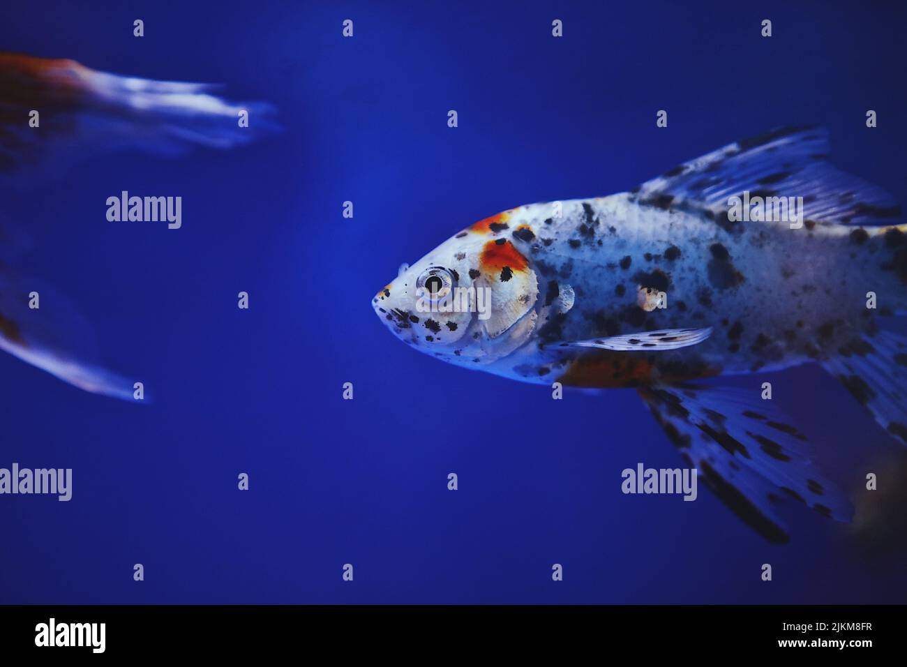 A closeup shot of a small white Aquarium fish with orange parts on head ...