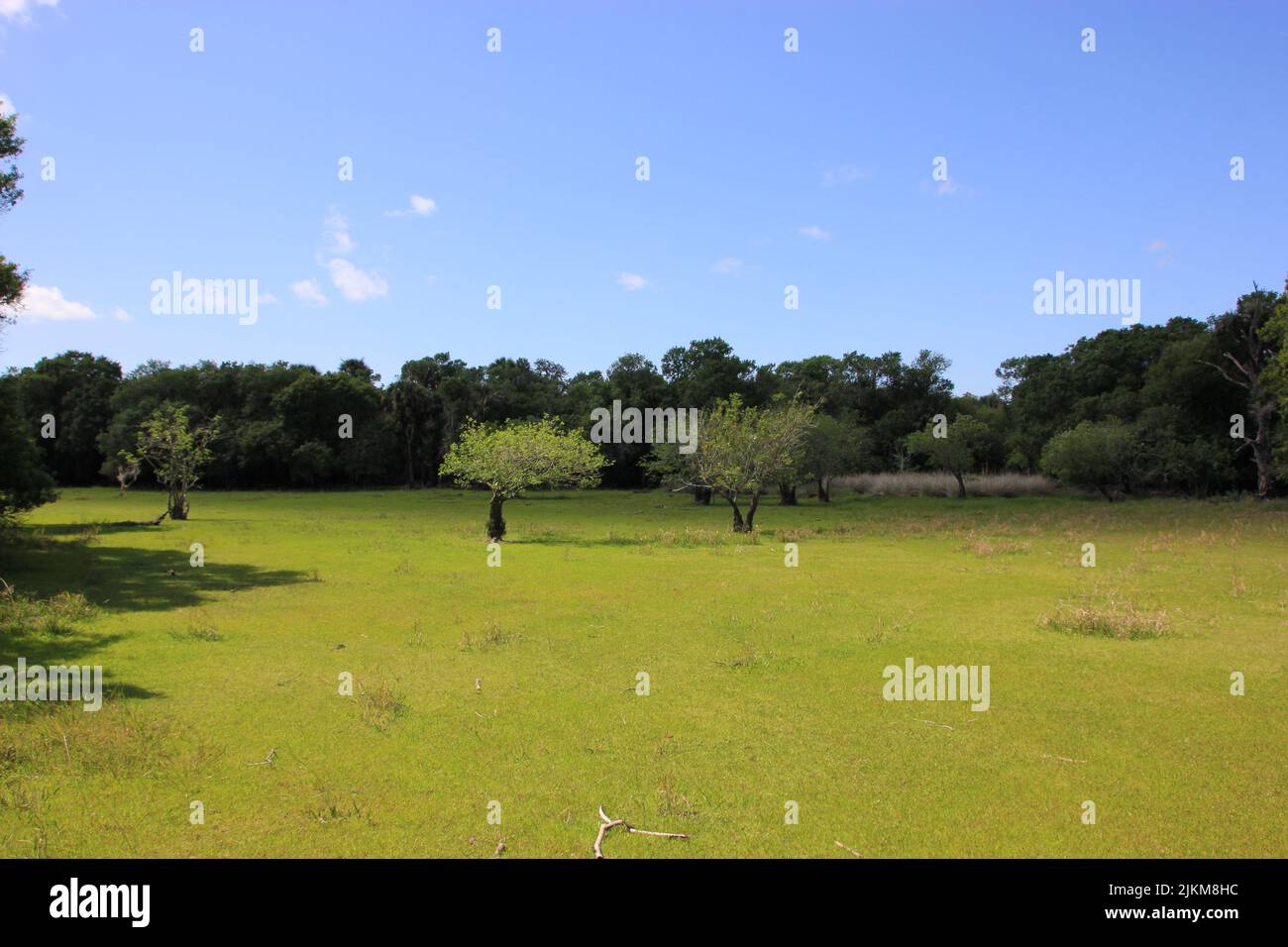 Many trees hi-res stock photography and images - Alamy