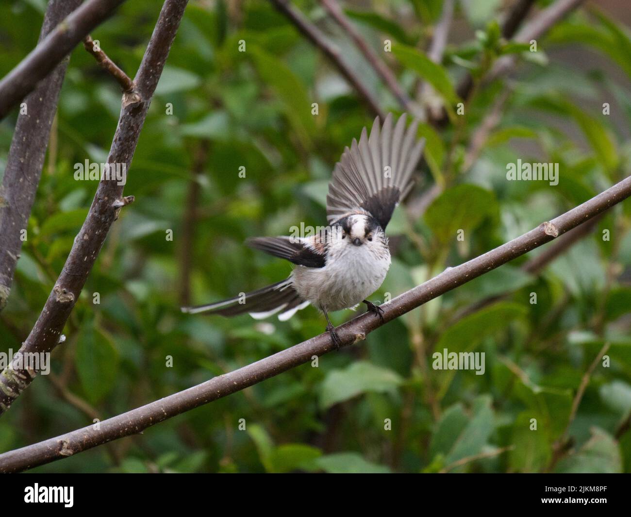 A beautiful small bird standing on the branch and making balance with ...